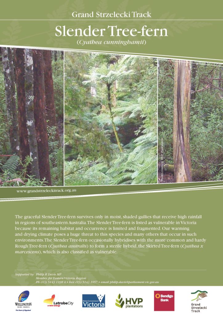 Interpretive signs | The Grand Strzelecki Track - Walks of discovery in ...